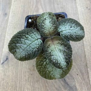 Fokföldi ibolyák | Csuporkavilág Kertészet